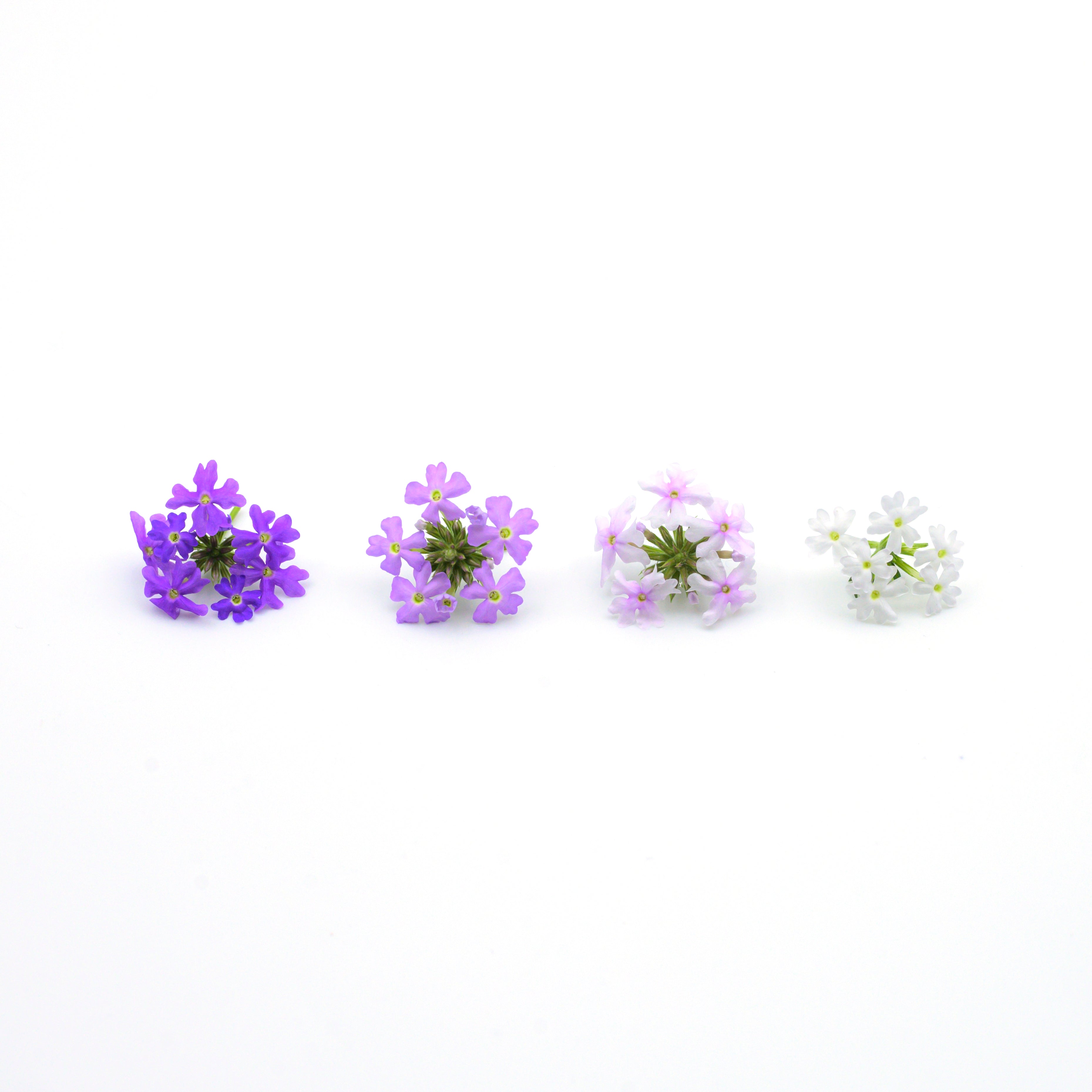 Edible Flower - Verbena – Hydrogro SG