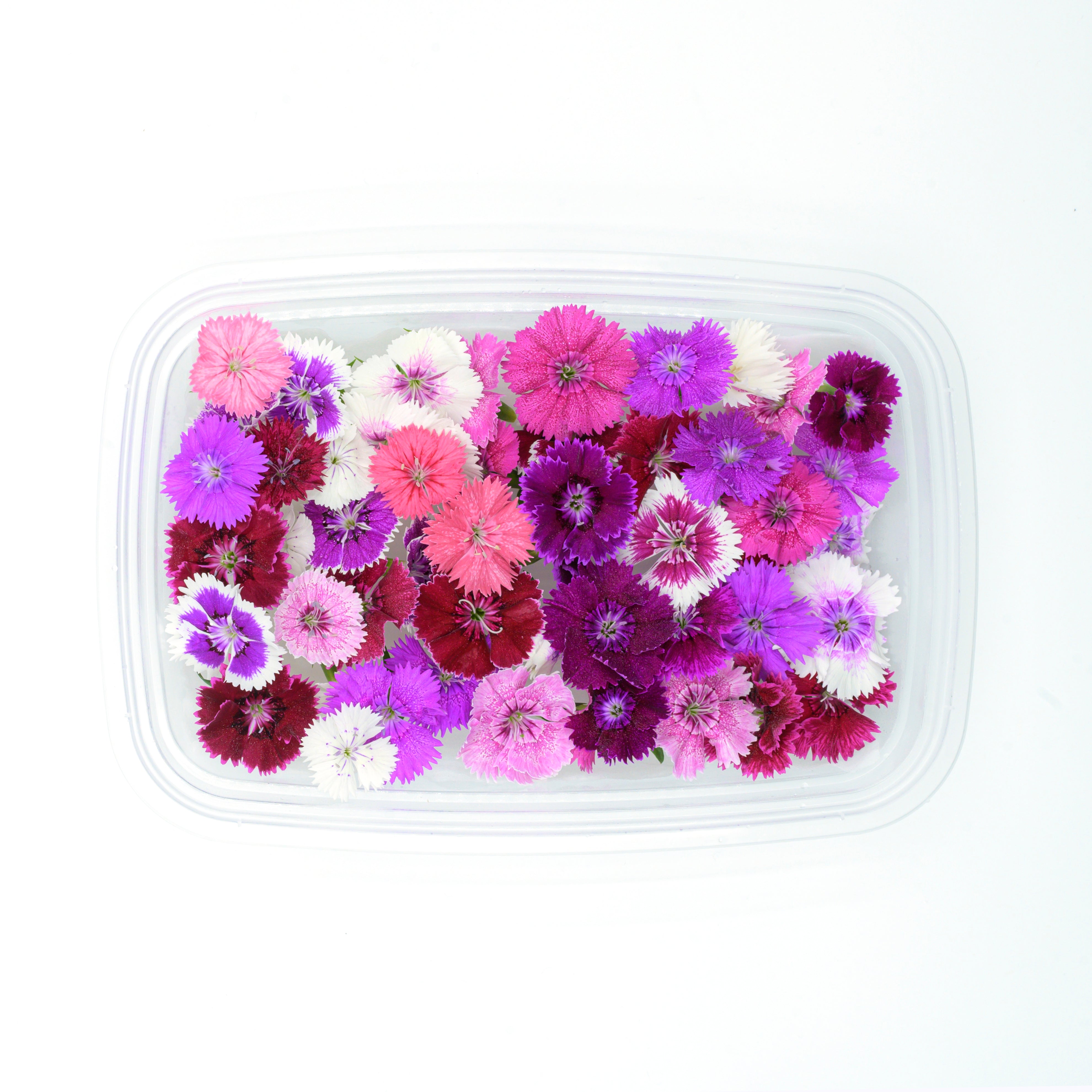 Edible Flower - Dianthus – Hydrogro SG